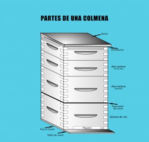 🐝 Qué es una Colmena y partes de una Colmena | Paso 1º