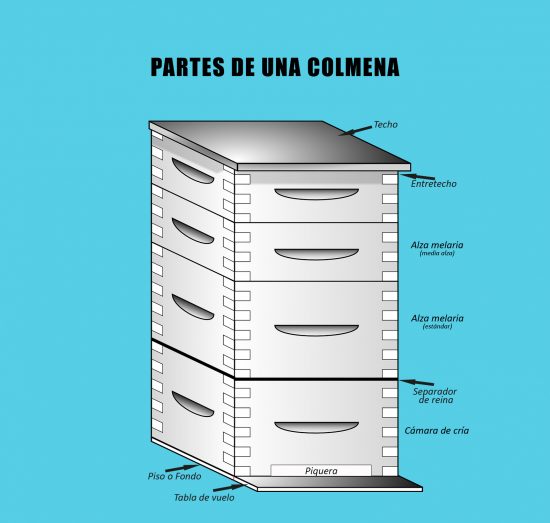 🐝 Qué es una Colmena y partes de una Colmena | Paso 1º