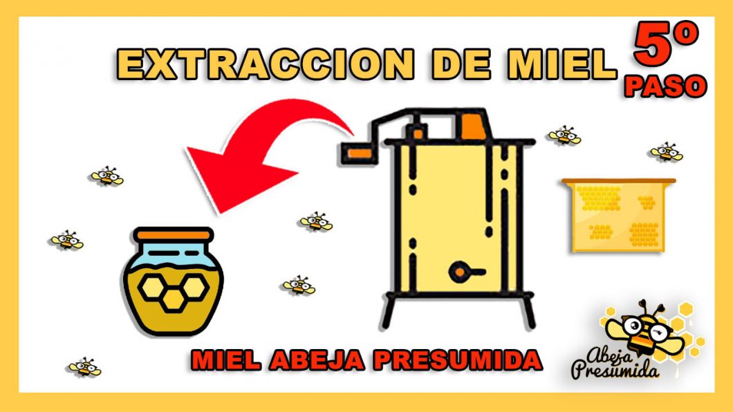 🐝 Paso a Paso Tu Colmena en Casa | Guía Completa