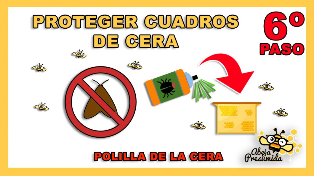 🐝 Paso a Paso Tu Colmena en Casa | Guía Completa
