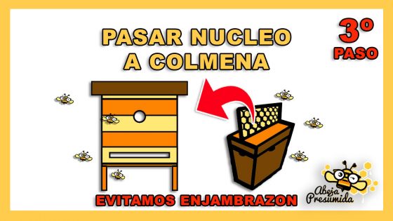 🐝 Qué es una Colmena y partes de una Colmena | Paso 1º