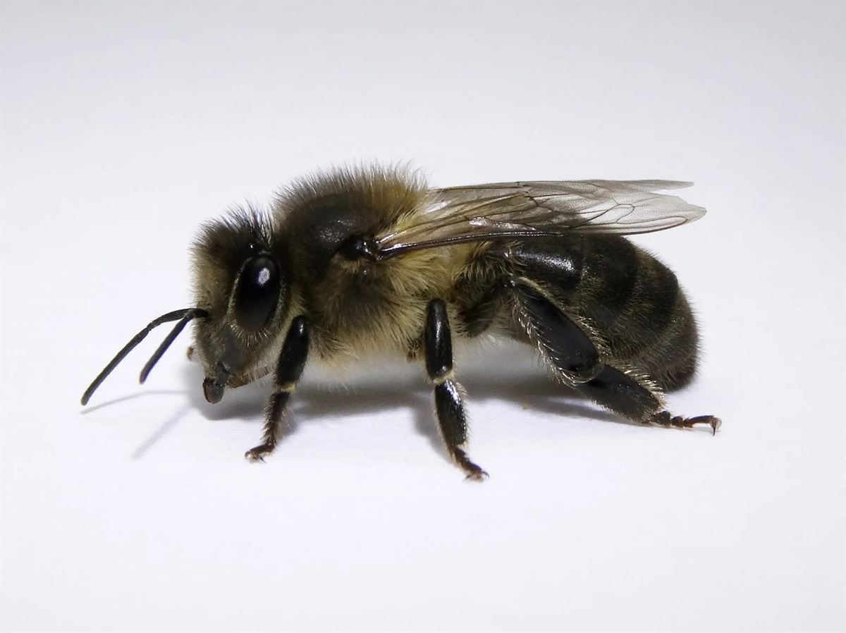 🐝 Abeja Negra, Apis Mellifera Mellifera, ecotipos de abejas