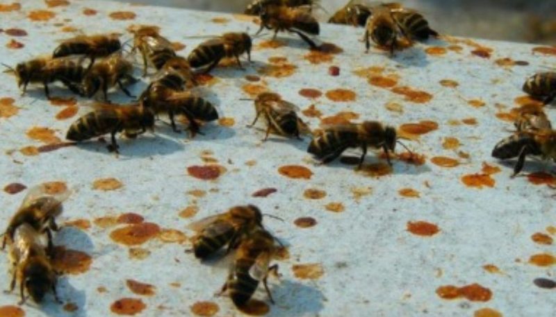 🐝 Enfermedades de las Abejas | Síntomas y Prevención