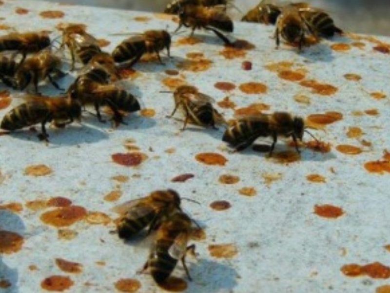 Loque Americana 🐝 Síntomas, Tratamiento y Cómo Prevenirla